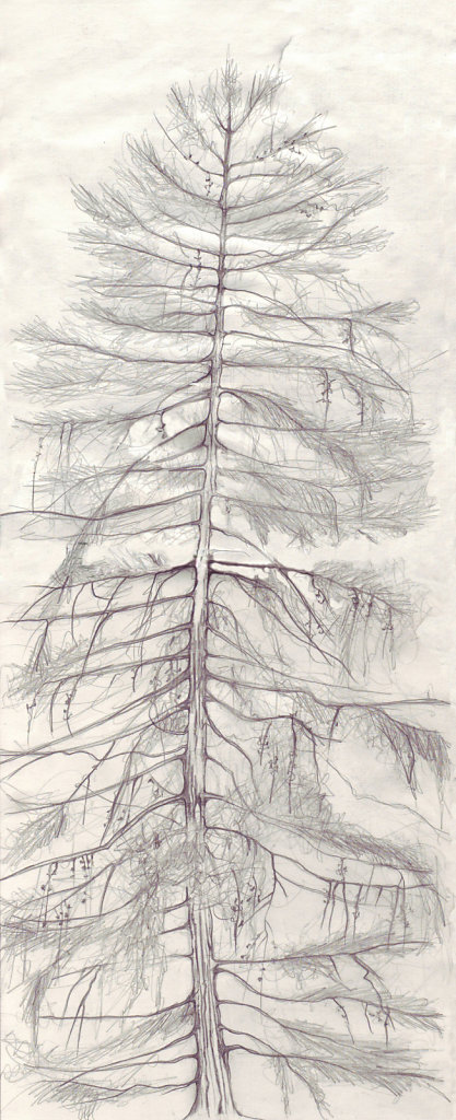 sapin-suisse.jpg - Marie Collard